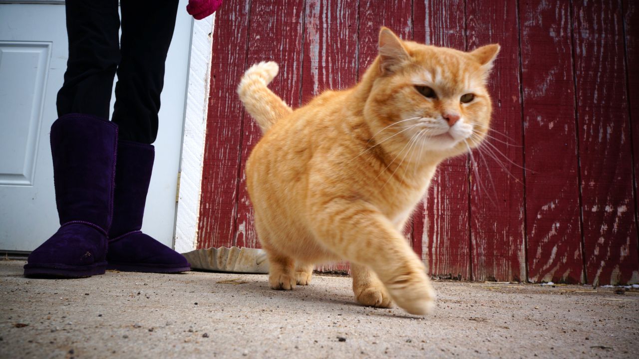 Use the Save the Cat Structure for Your Next Story - Writing With AI